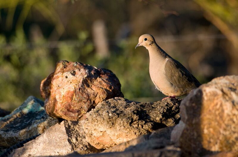 Kentucky Department of Fish and Wildlife 800-858-1549