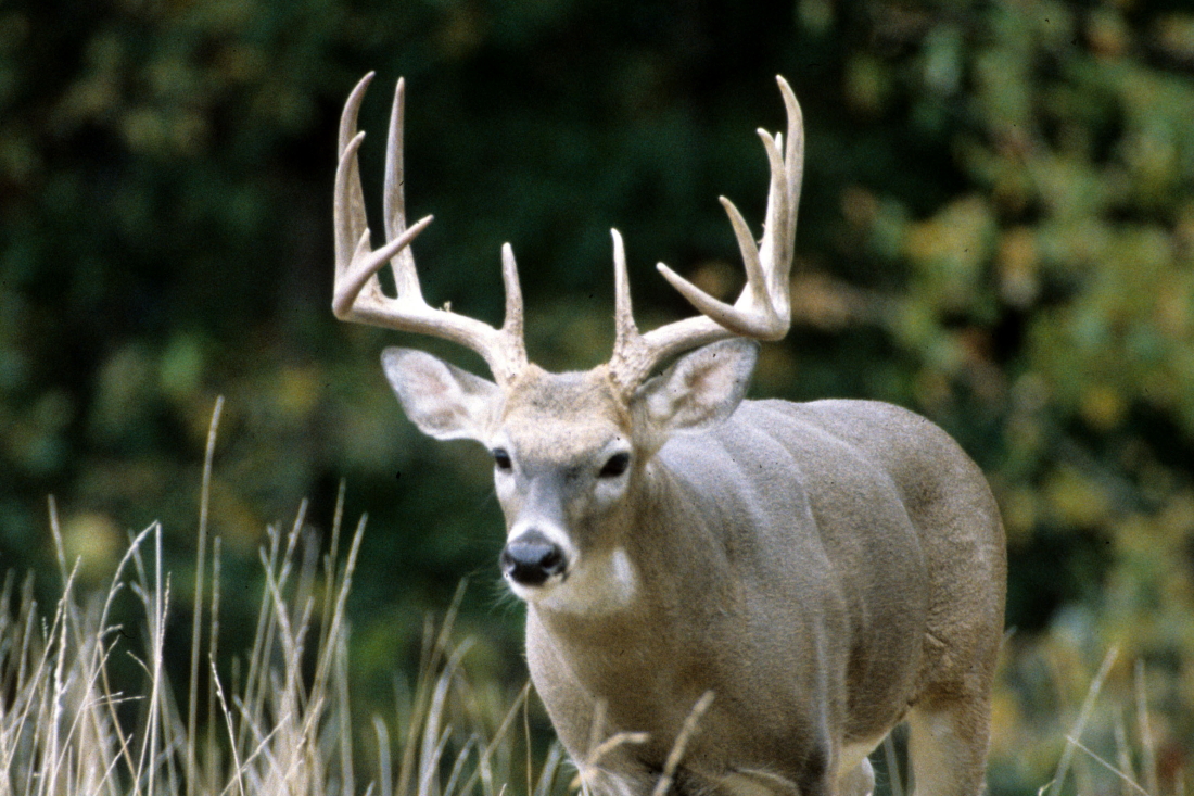 Kentucky Department of Fish and Wildlife 800-858-1549